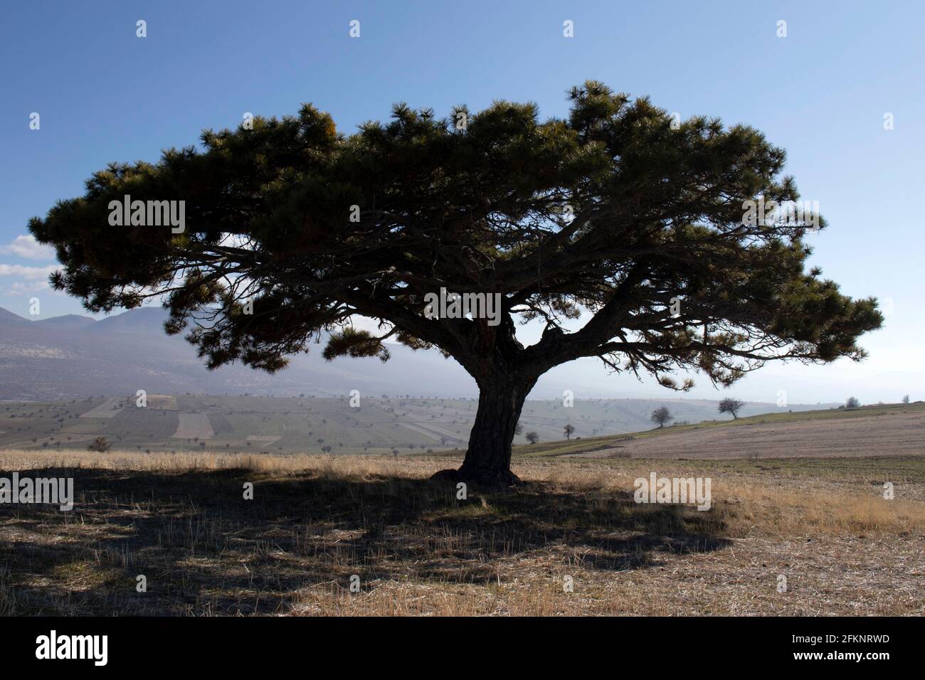 blue sky, mountains and juniper tree Stock Photo - Alamy