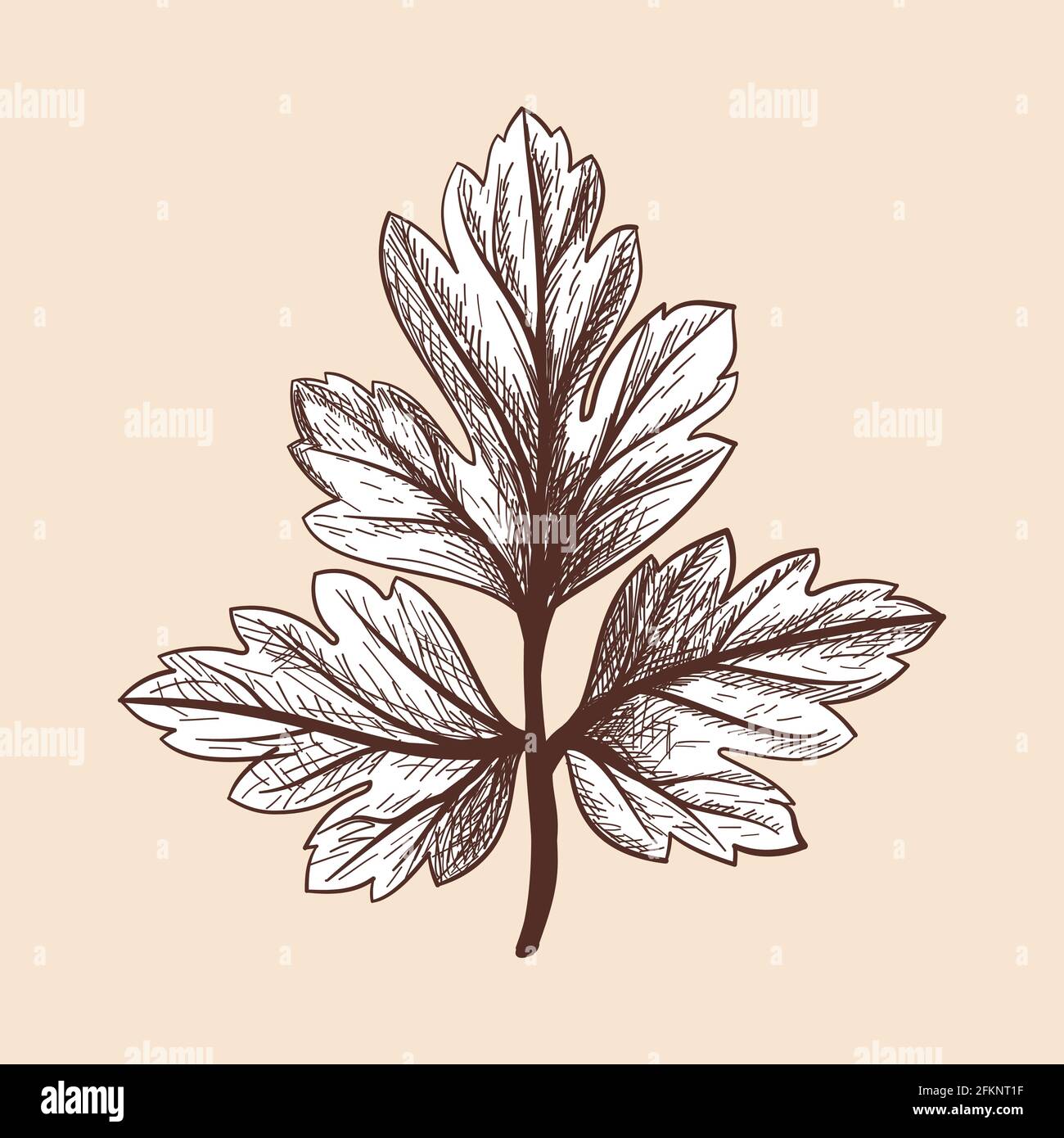 Parsley Icon. Hand Drawn Sketch Design. Vector Illustration Stock ...