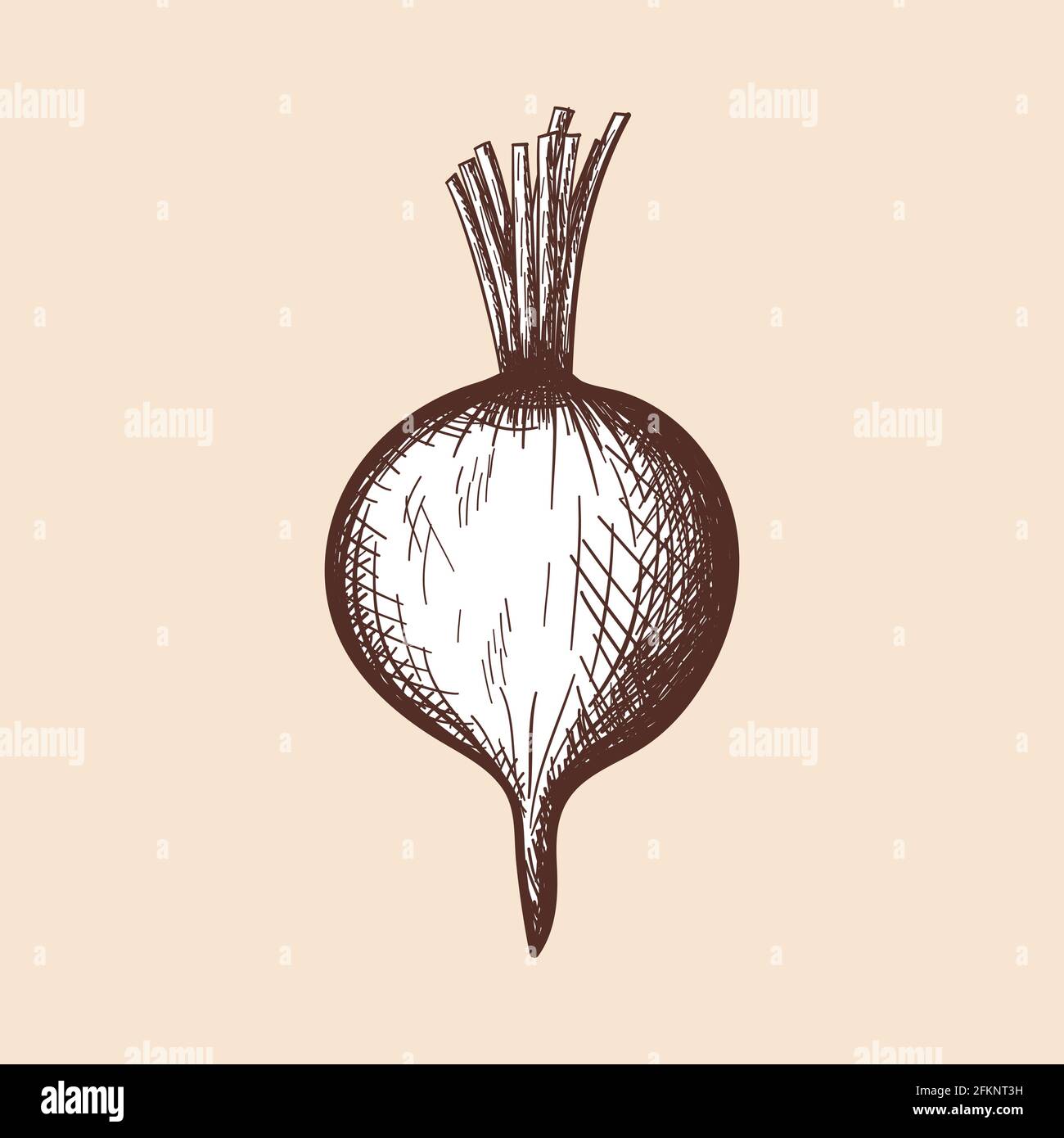 Radishes Icon. Hand Drawn Sketch Design. Vector Illustration Stock ...