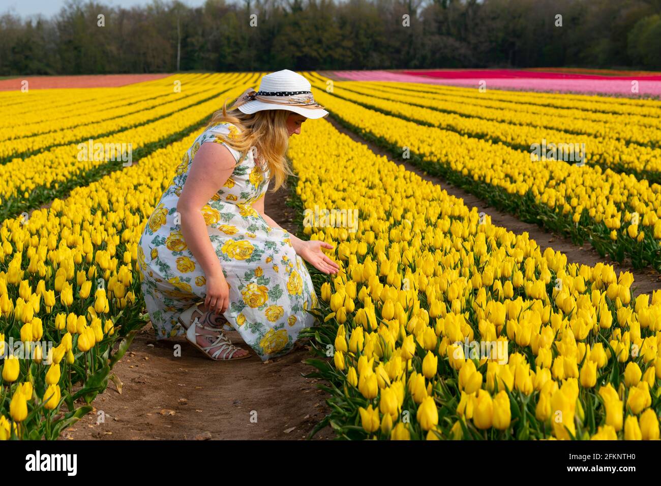 Norfolk tulip field Stock Photo - Alamy