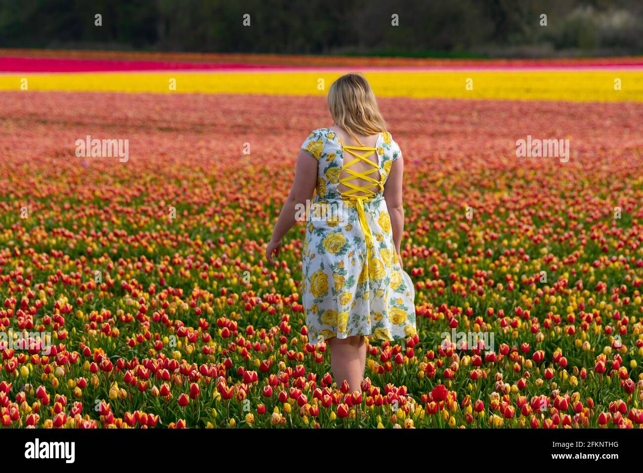Norfolk tulip field Stock Photo - Alamy