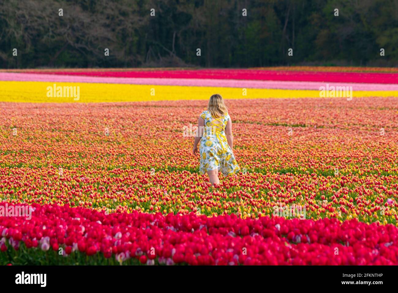 Norfolk tulip field Stock Photo - Alamy