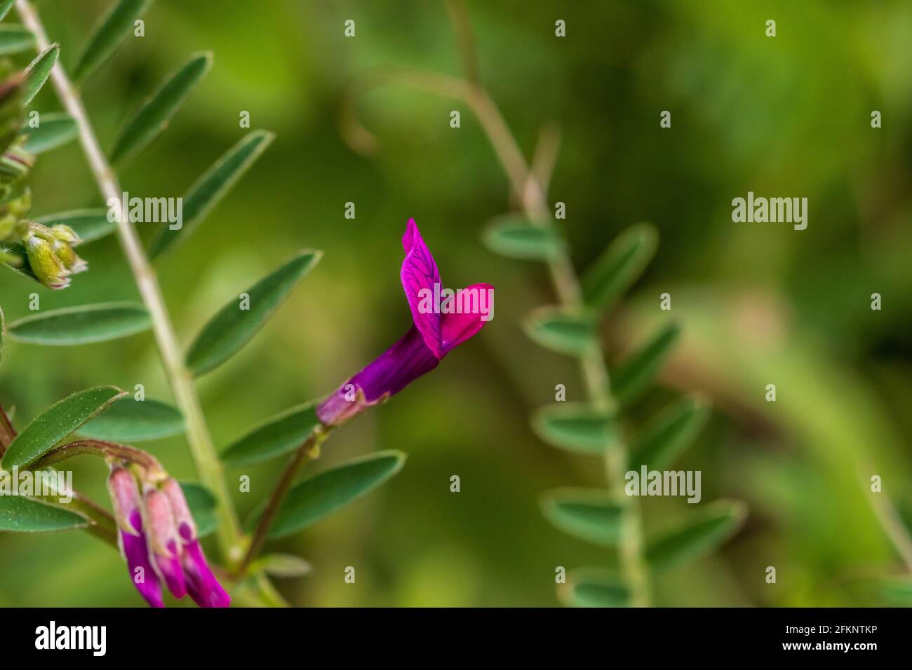 Common Vetch Vicia Sativa Fabaceae High Resolution Stock Photography ...