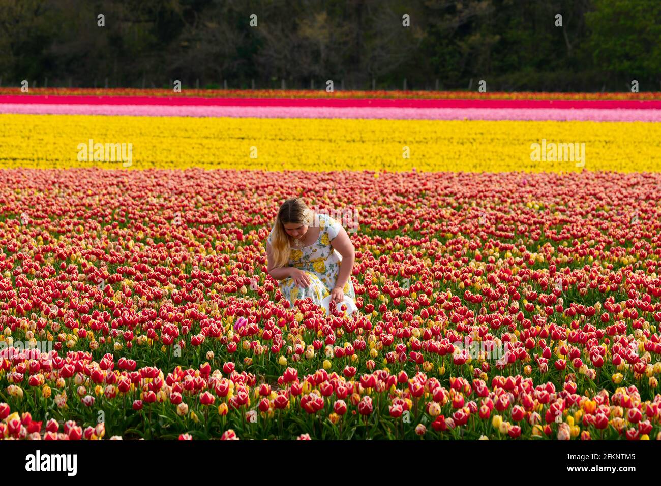 Norfolk tulip field Stock Photo - Alamy