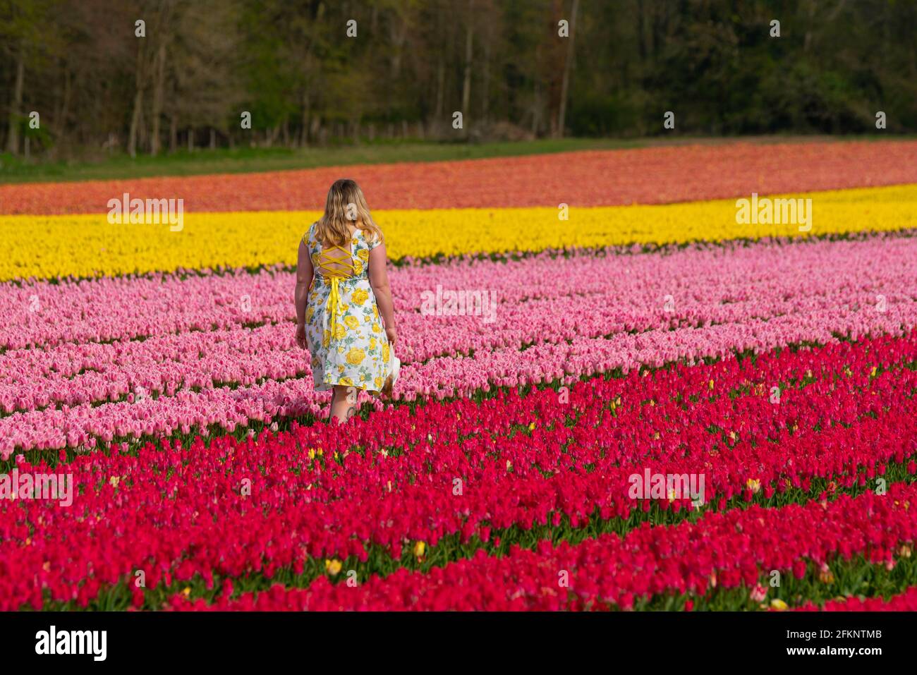 Norfolk tulip field Stock Photo - Alamy