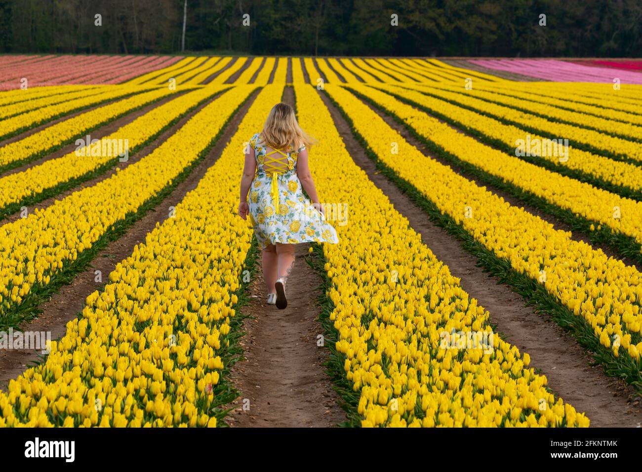 Norfolk tulip field Stock Photo - Alamy