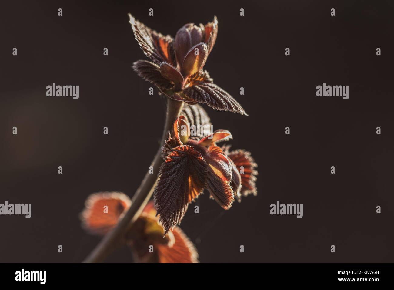 fresh red hazelnut buds in springtime. Decorative garden plant, young ...