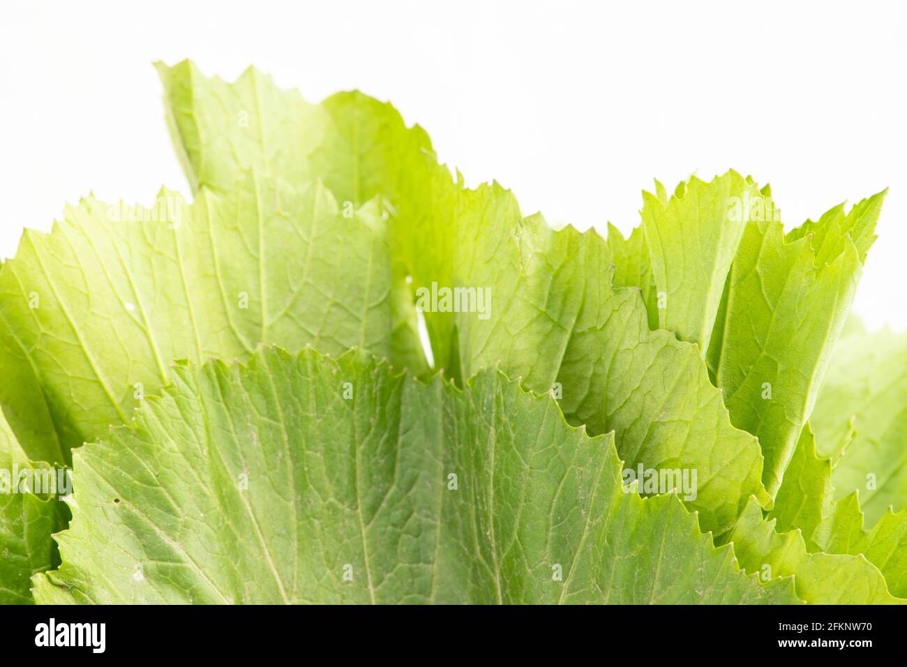 Sarson Leaves Saag Of Brown Or Chinese Black Mustard Rai Raya Or Raai ...