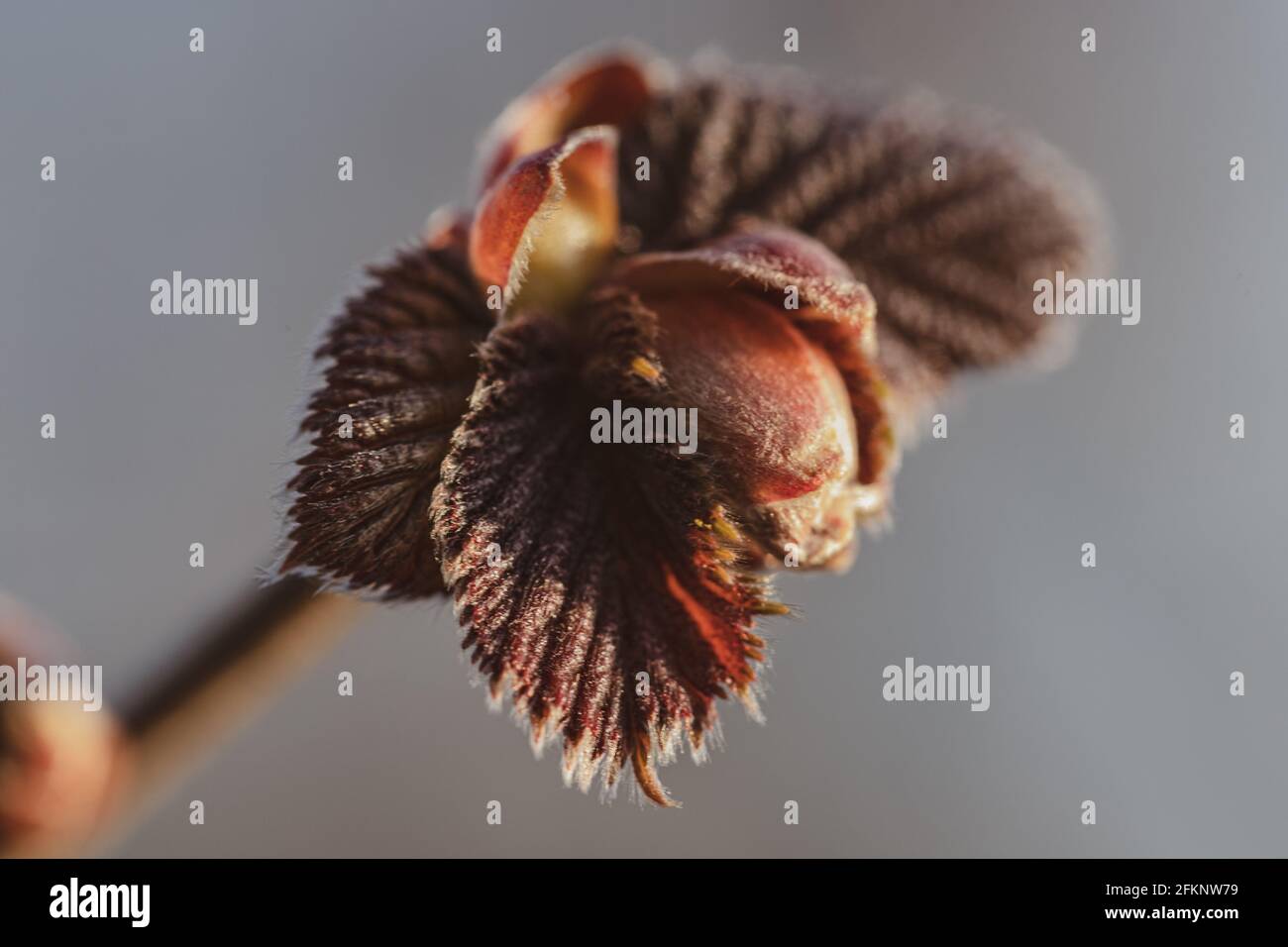 fresh red hazelnut buds in springtime. Decorative garden plant, young ...