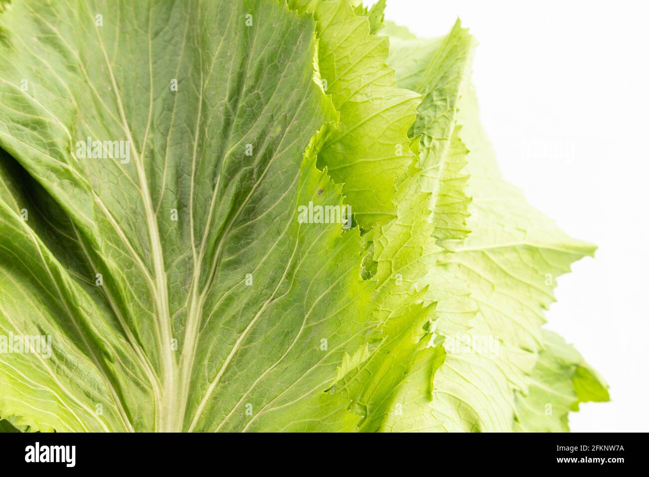 Sarson Leaves Saag Of Brown Or Chinese Black Mustard Rai Raya Or Raai ...