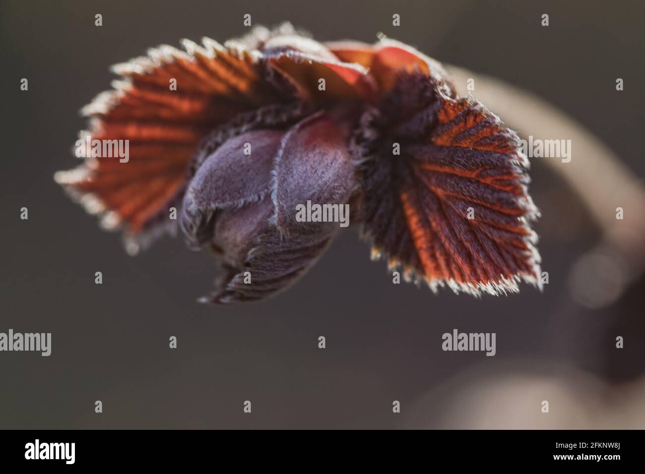 fresh red hazelnut buds in springtime. Decorative garden plant, young ...