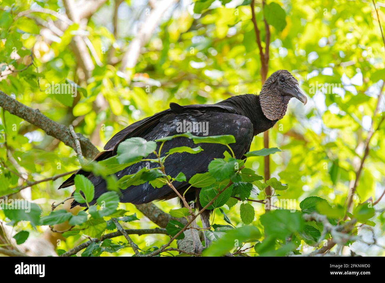 American black vulture perched in tree Stock Photo - Alamy