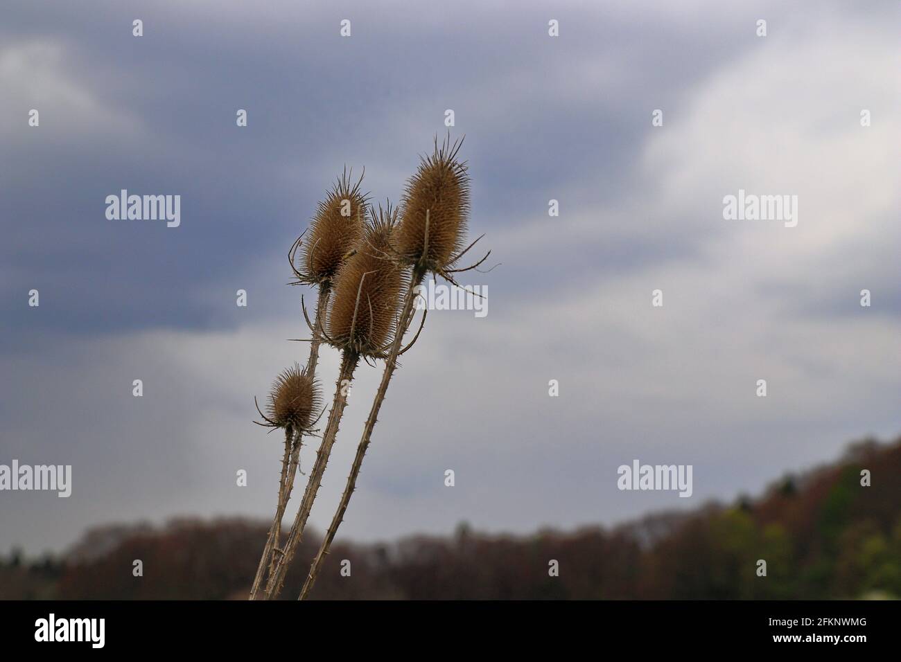 close up of wild teasels in the fields Stock Photo - Alamy
