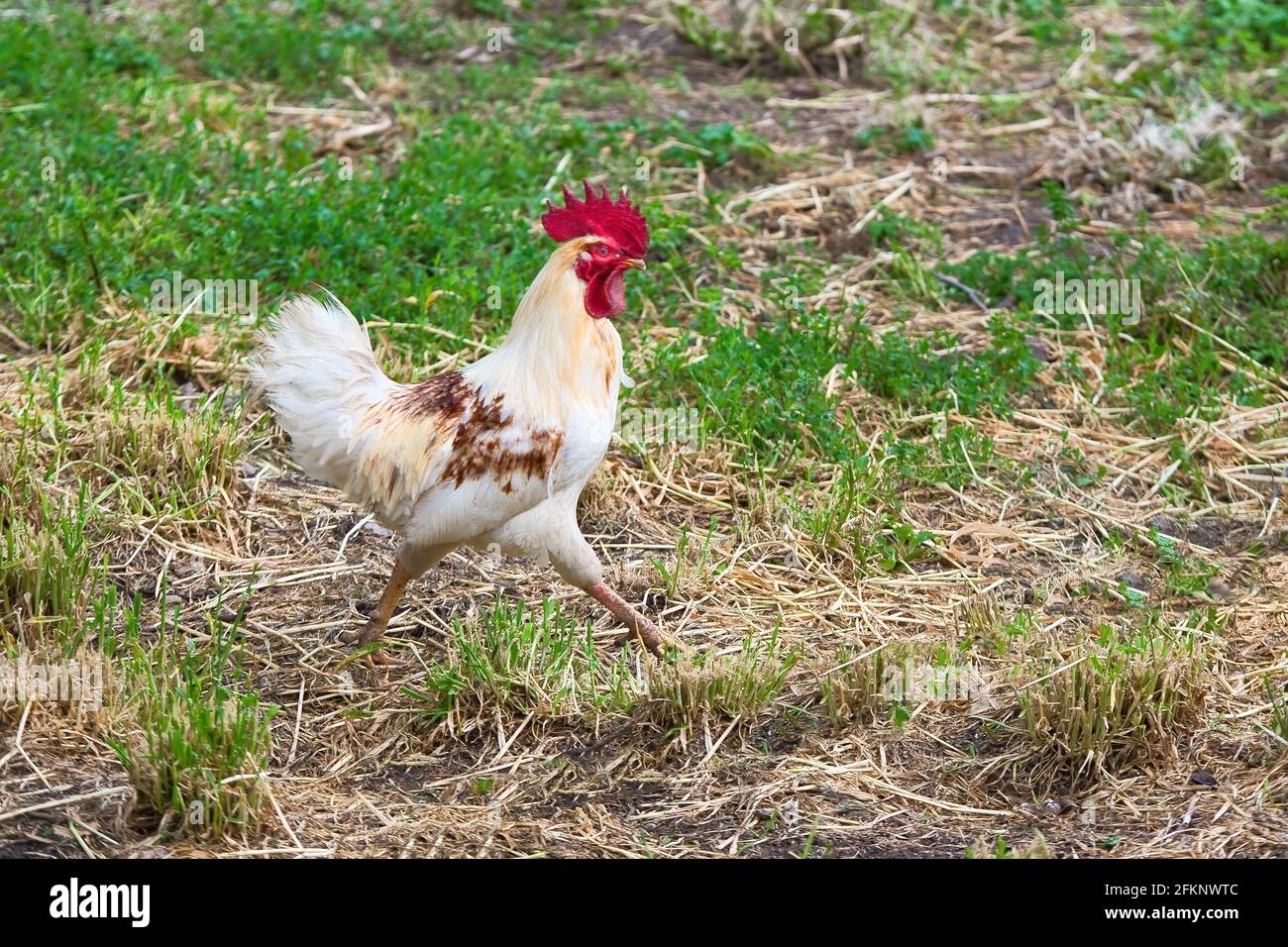 Rooster strutting wing hi-res stock photography and images - Alamy