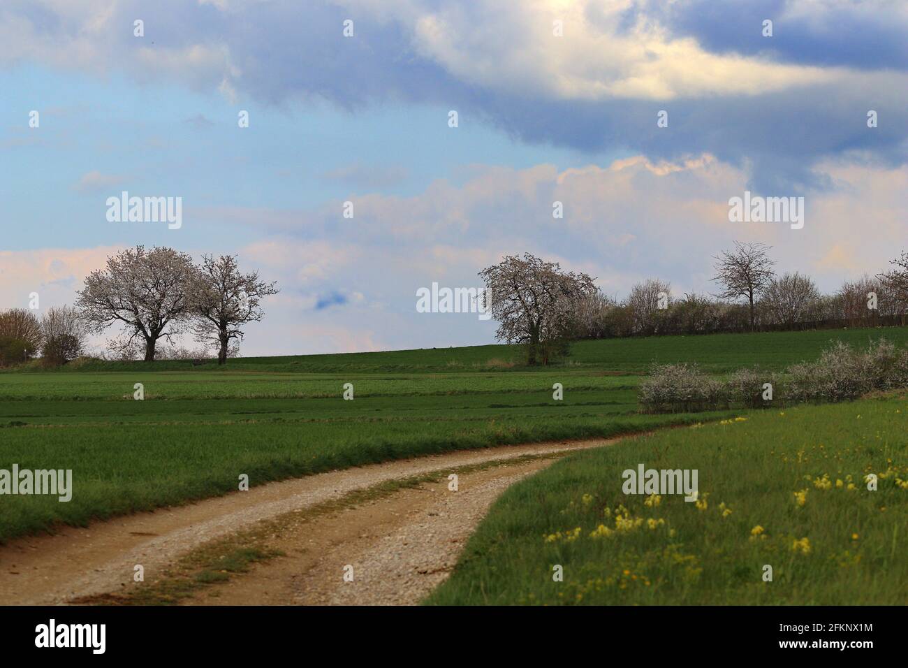 Field path through fields in spring hi-res stock photography and images ...