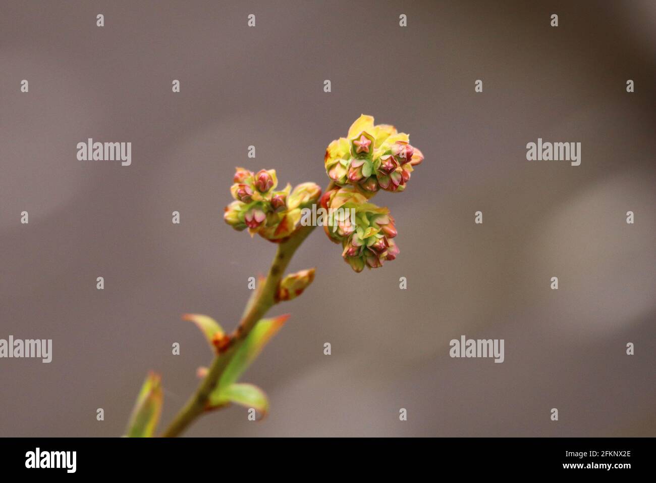Blueberry bud hi-res stock photography and images - Alamy