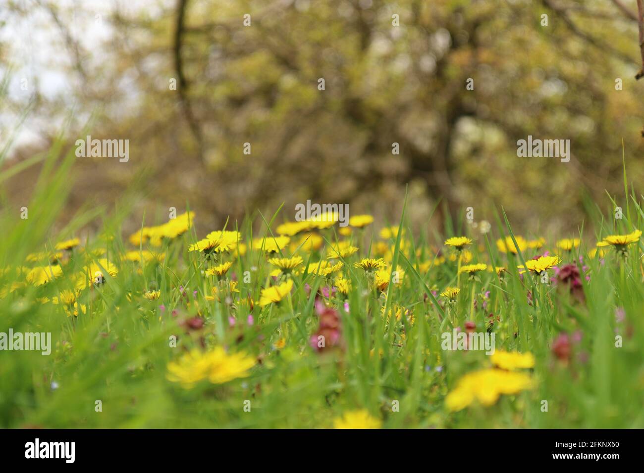 close up of wild flowers under fruit trees Stock Photo - Alamy