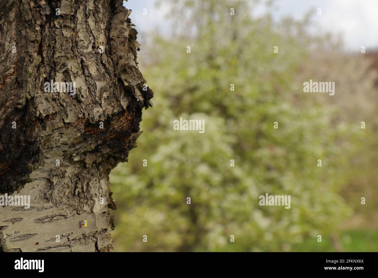 Scenic fruit hi-res stock photography and images - Alamy