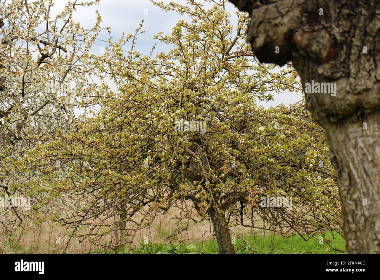 Blooms with a view hi-res stock photography and images - Alamy