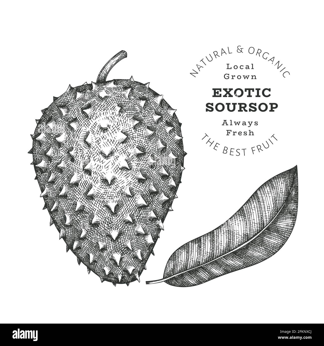 Hand drawn sketch style soursop. Organic fresh food vector illustration ...