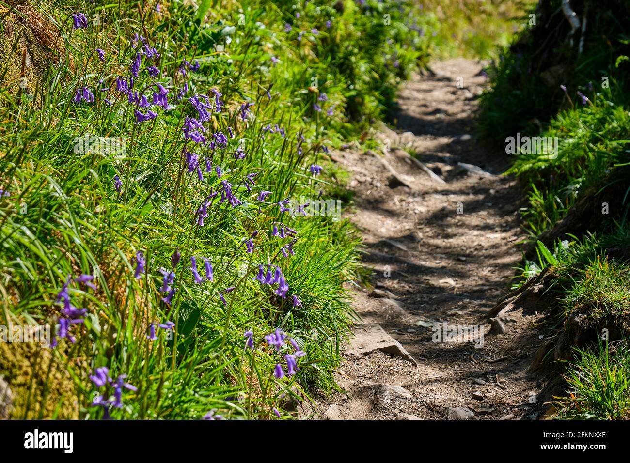 Bluebells on the Pembrokeshire Coast Path between Saundersfoot and ...