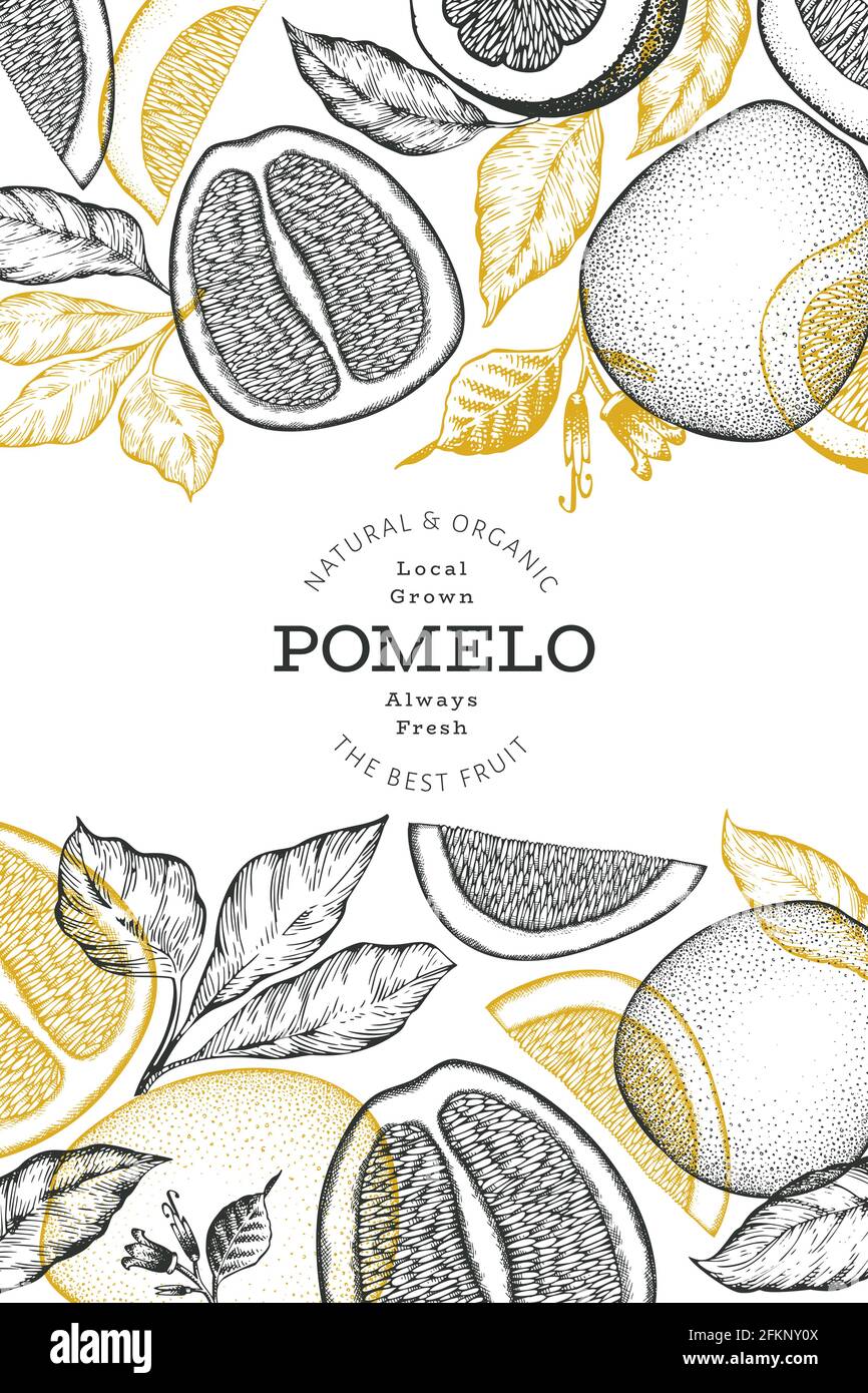 Hand drawn sketch style pomelo banner. Organic fresh fruit vector ...