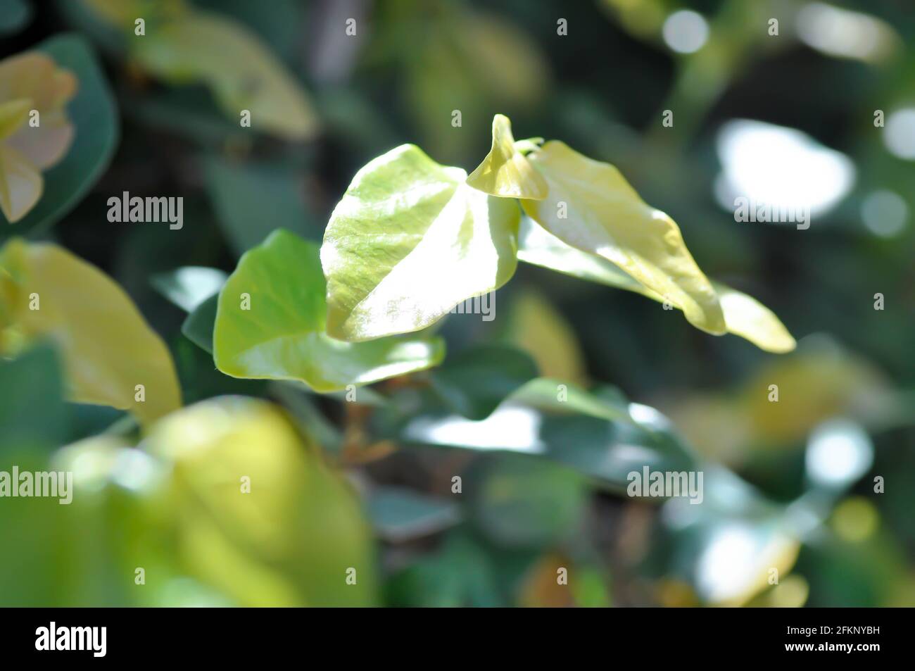 ficus pumila or climbing fig, creeping fig plant Stock Photo - Alamy