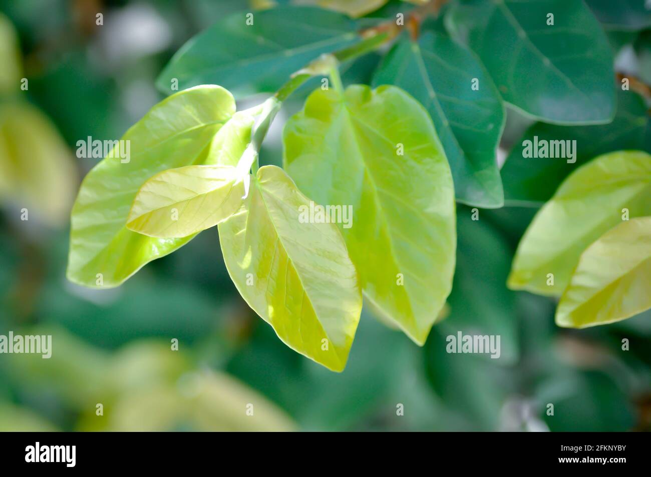 ficus pumila or climbing fig, creeping fig plant Stock Photo - Alamy