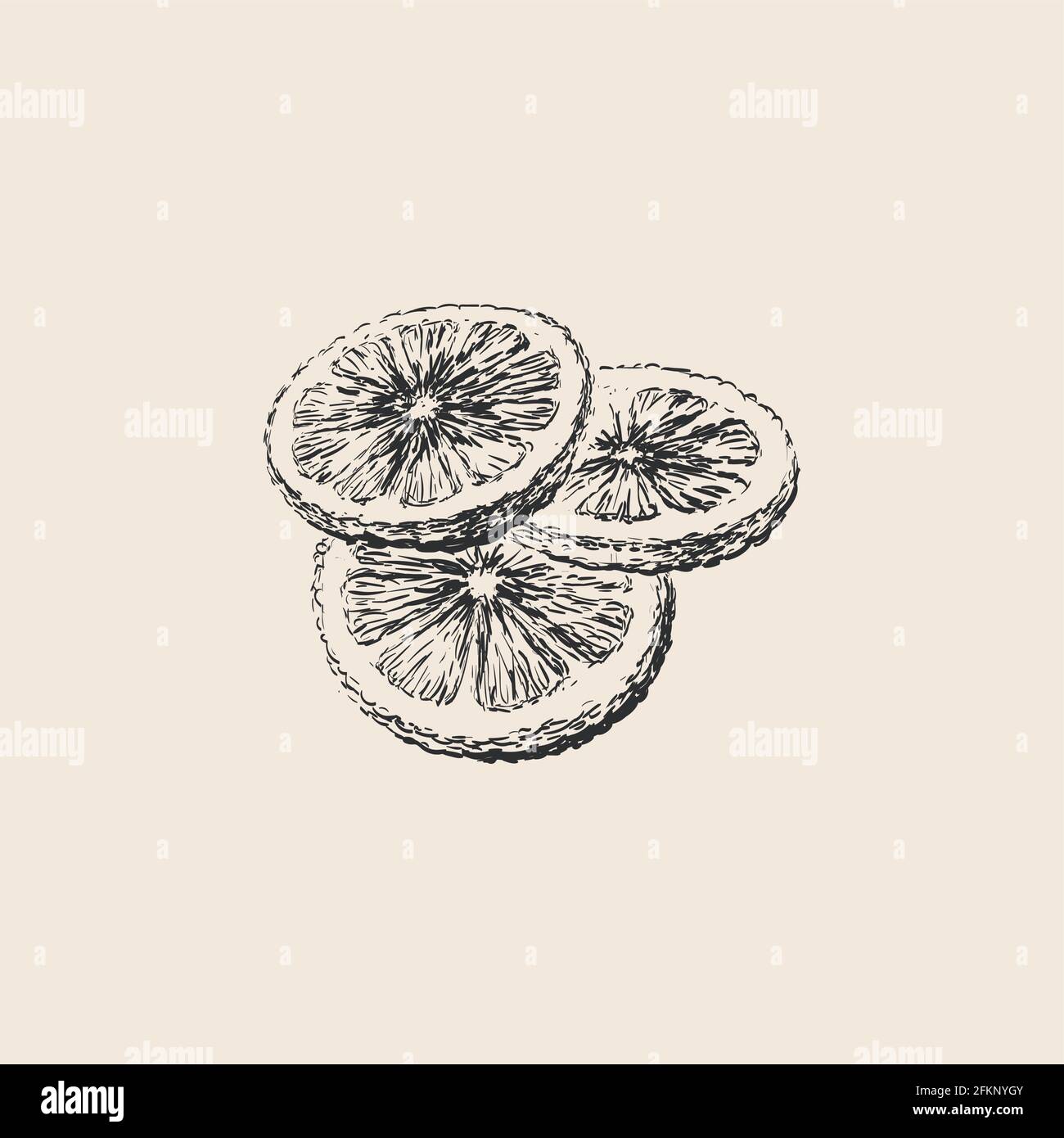 Lemon slices Hand Drawn Sketch Vector illustration Stock Vector Image ...