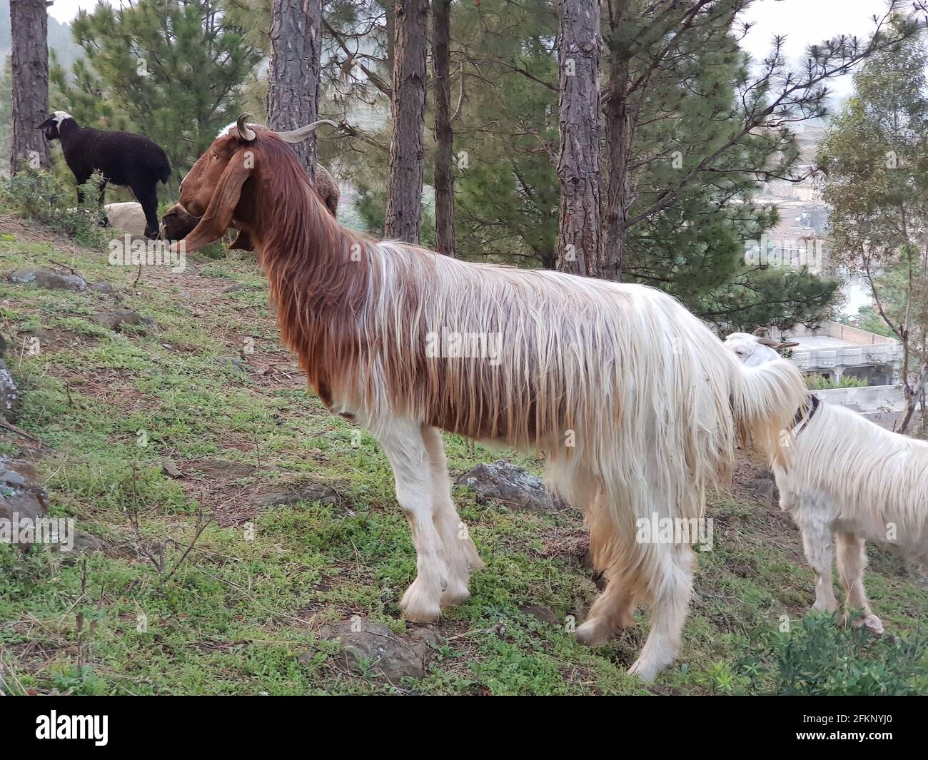 Najdi sheep hi-res stock photography and images - Alamy