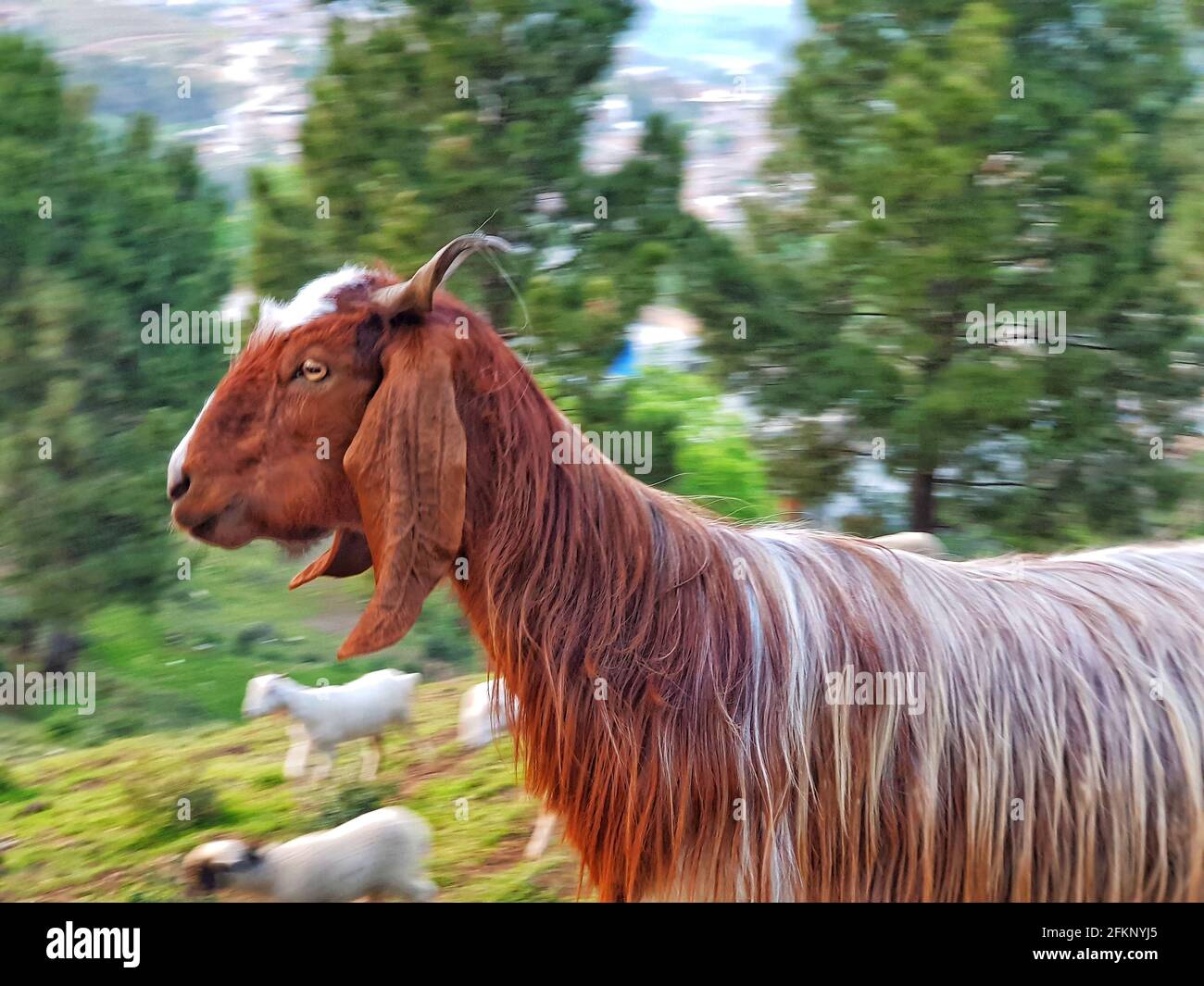 Najdi sheep hi-res stock photography and images - Alamy