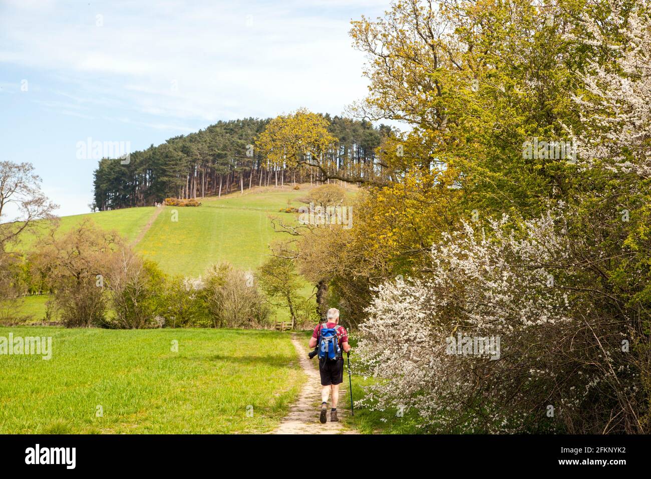 Man person walking backpacking in the English countryside in Bickerton ...