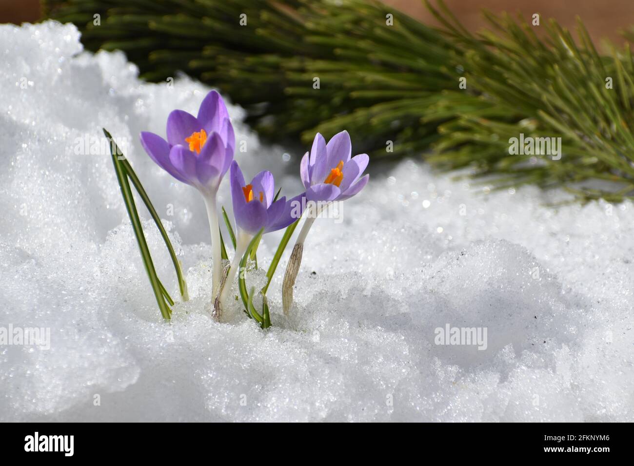 The first crocus flowers in spring Stock Photo - Alamy