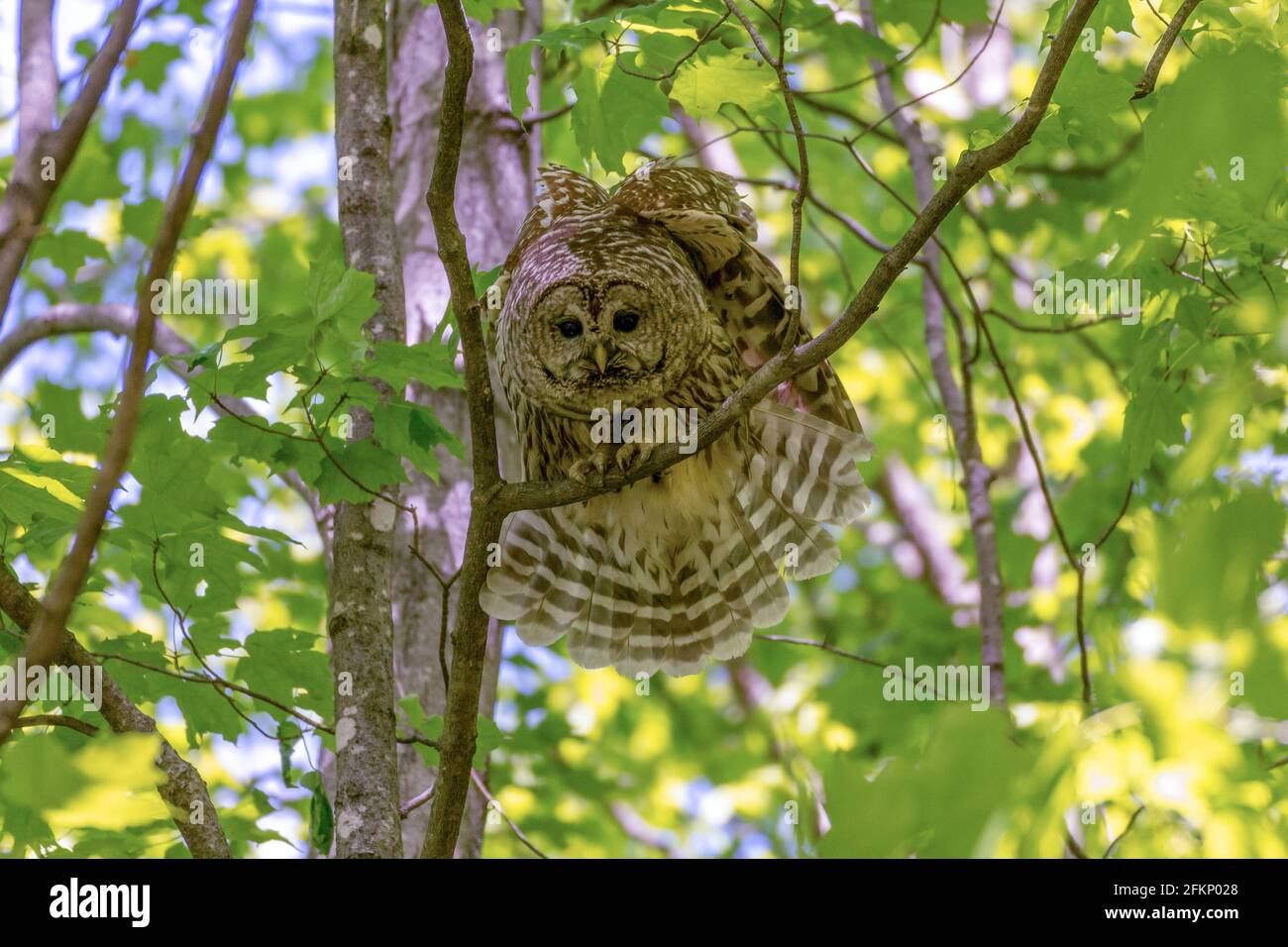 Beautiful female barred owl perched on a branch spreading her tail ...