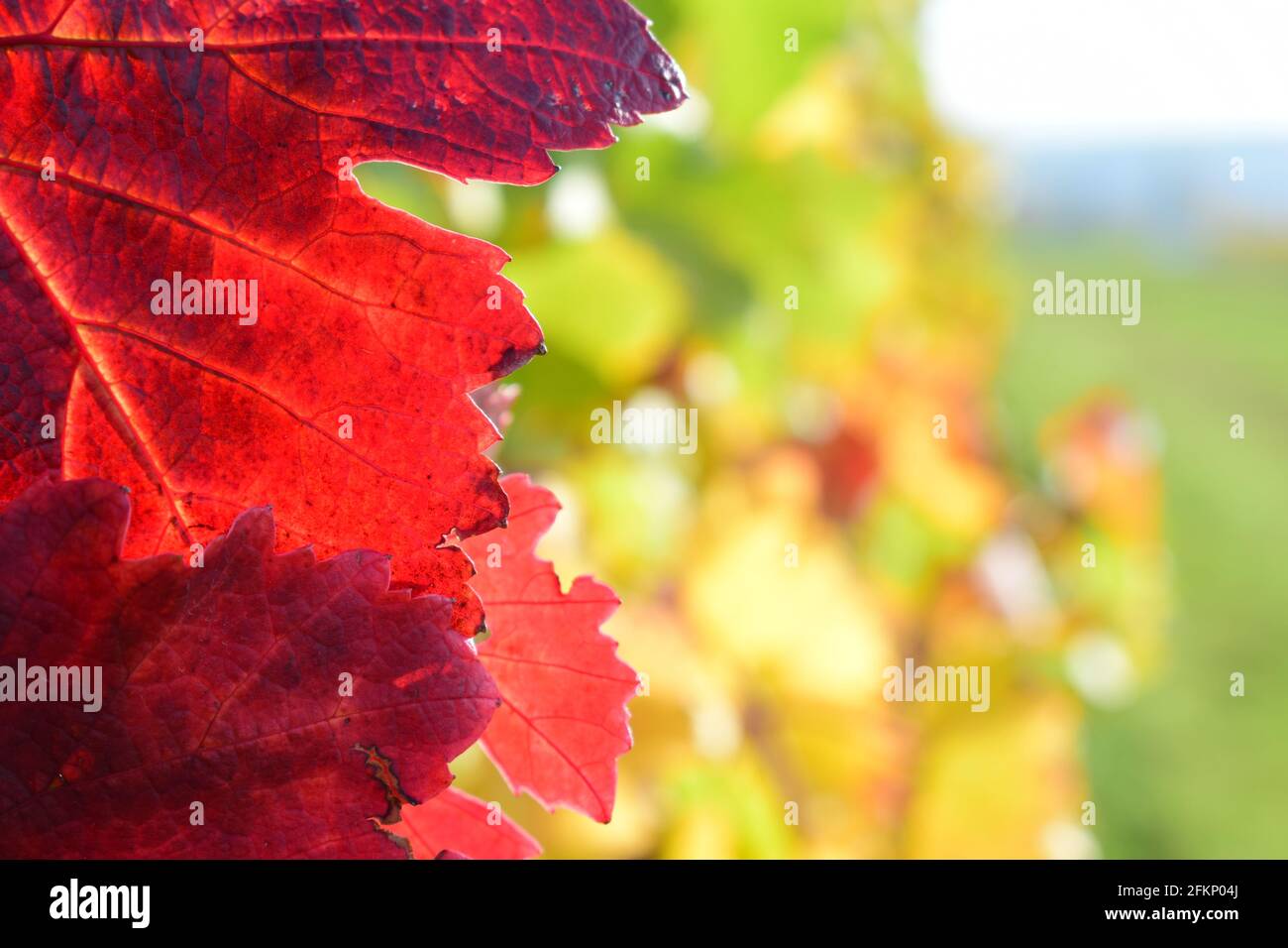 Vine maple tree leaves hi-res stock photography and images - Alamy