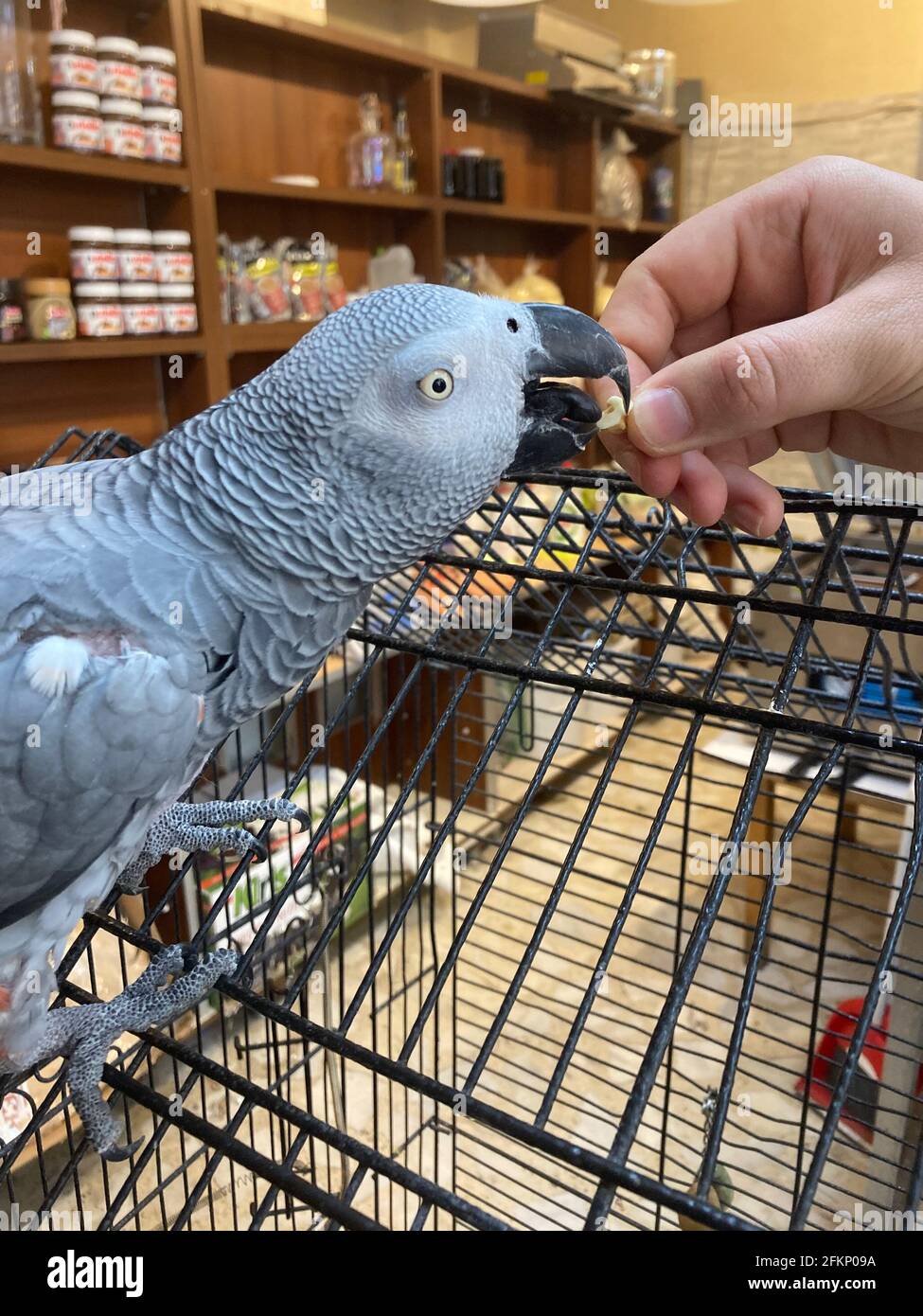 parrot pet eating food from owners hand Stock Photo - Alamy
