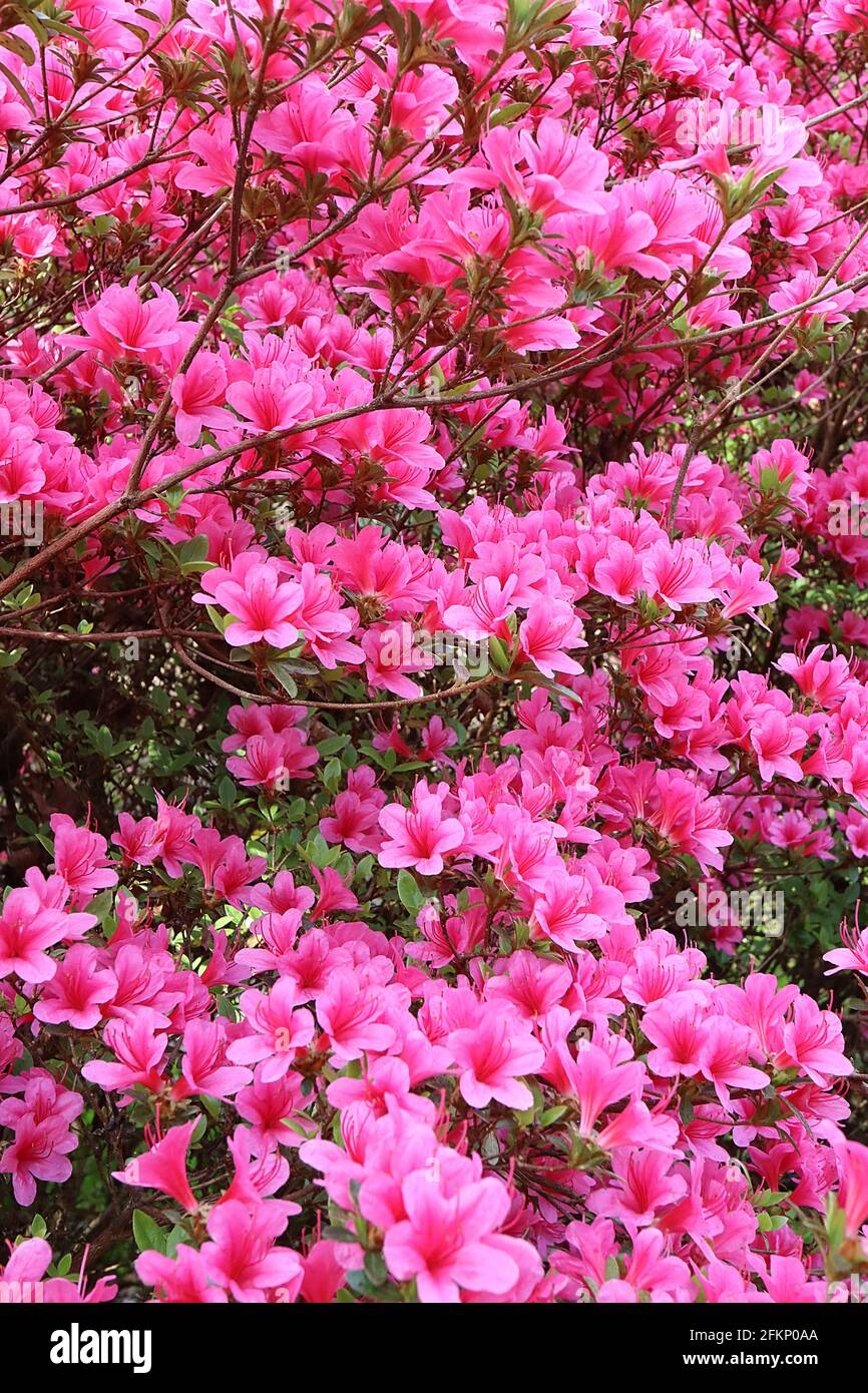 Pink funnel shaped flowers hi-res stock photography and images - Alamy