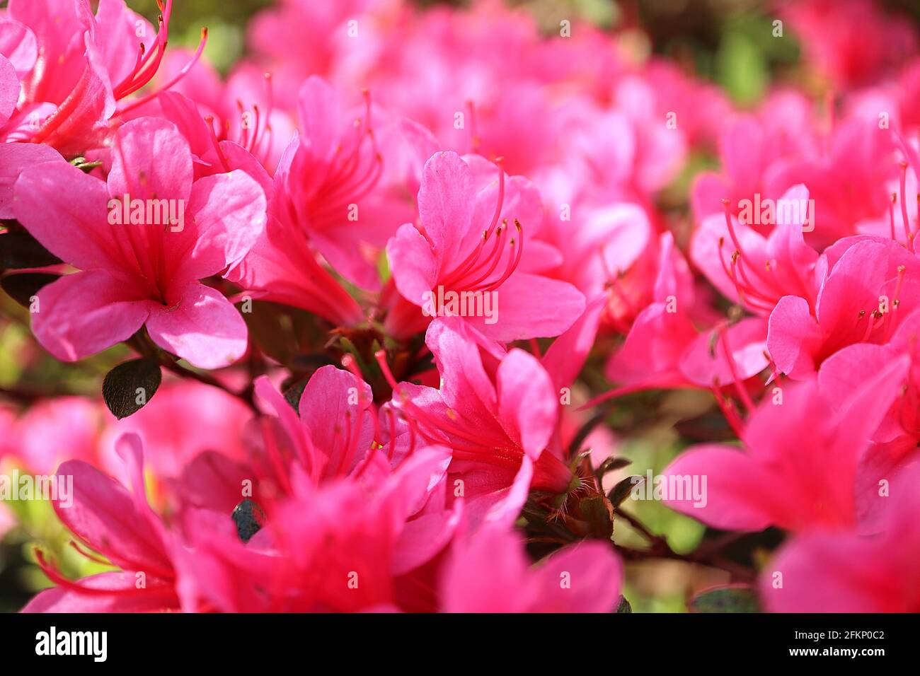 Azalea / Rhododendron ‘Kirin’ or ‘Daybreak’ (Wilson 22) Small pink ...