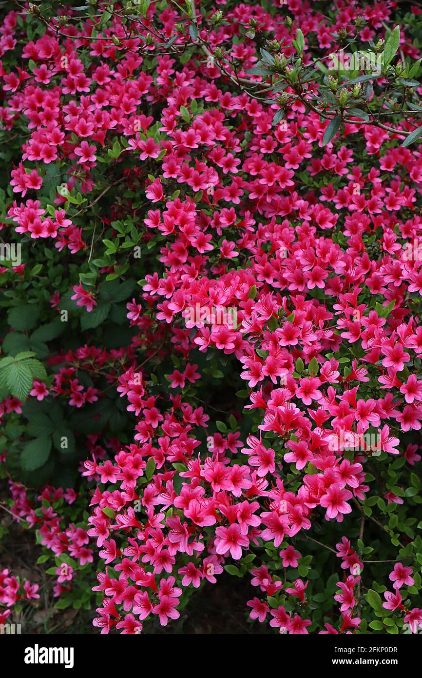 Azalea / Rhododendron ‘Kirin’ or ‘Daybreak’ (Wilson 22) Small pink ...