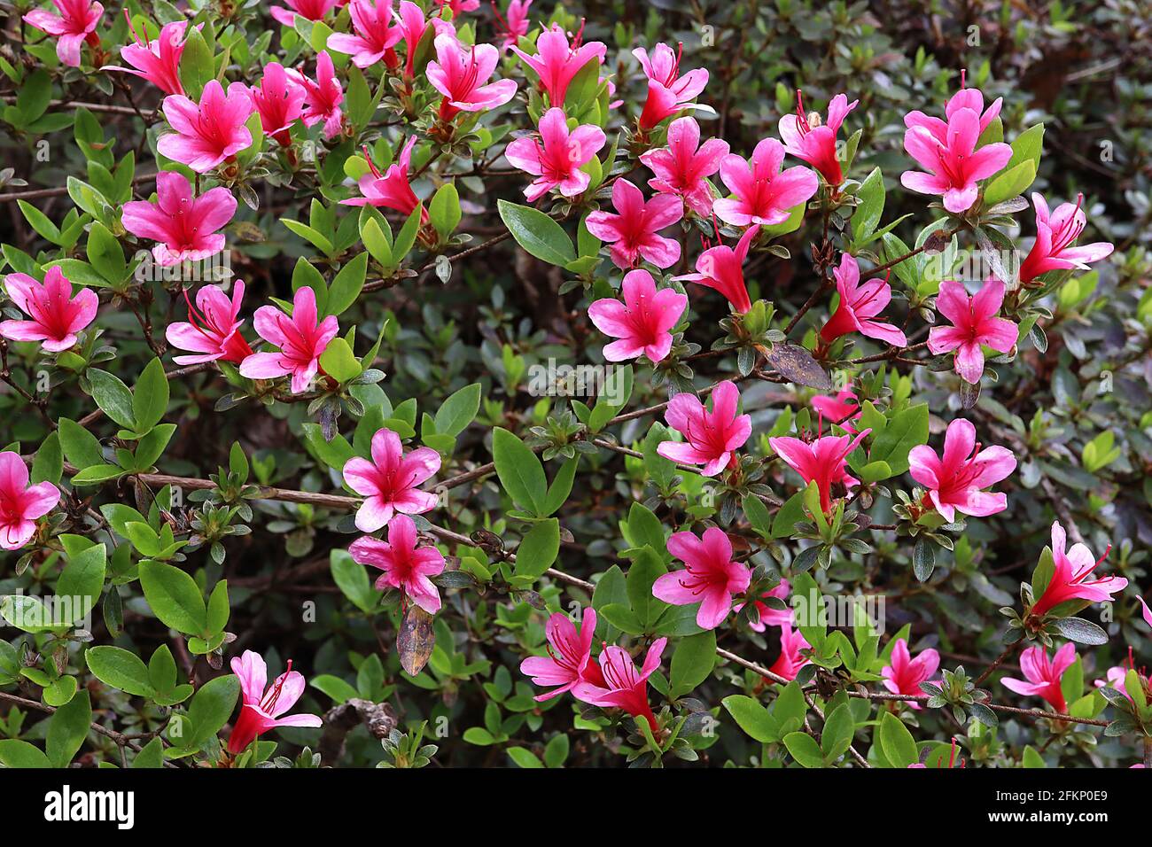 Azalea / Rhododendron ‘Kirin’ or ‘Daybreak’ (Wilson 22) Small pink ...