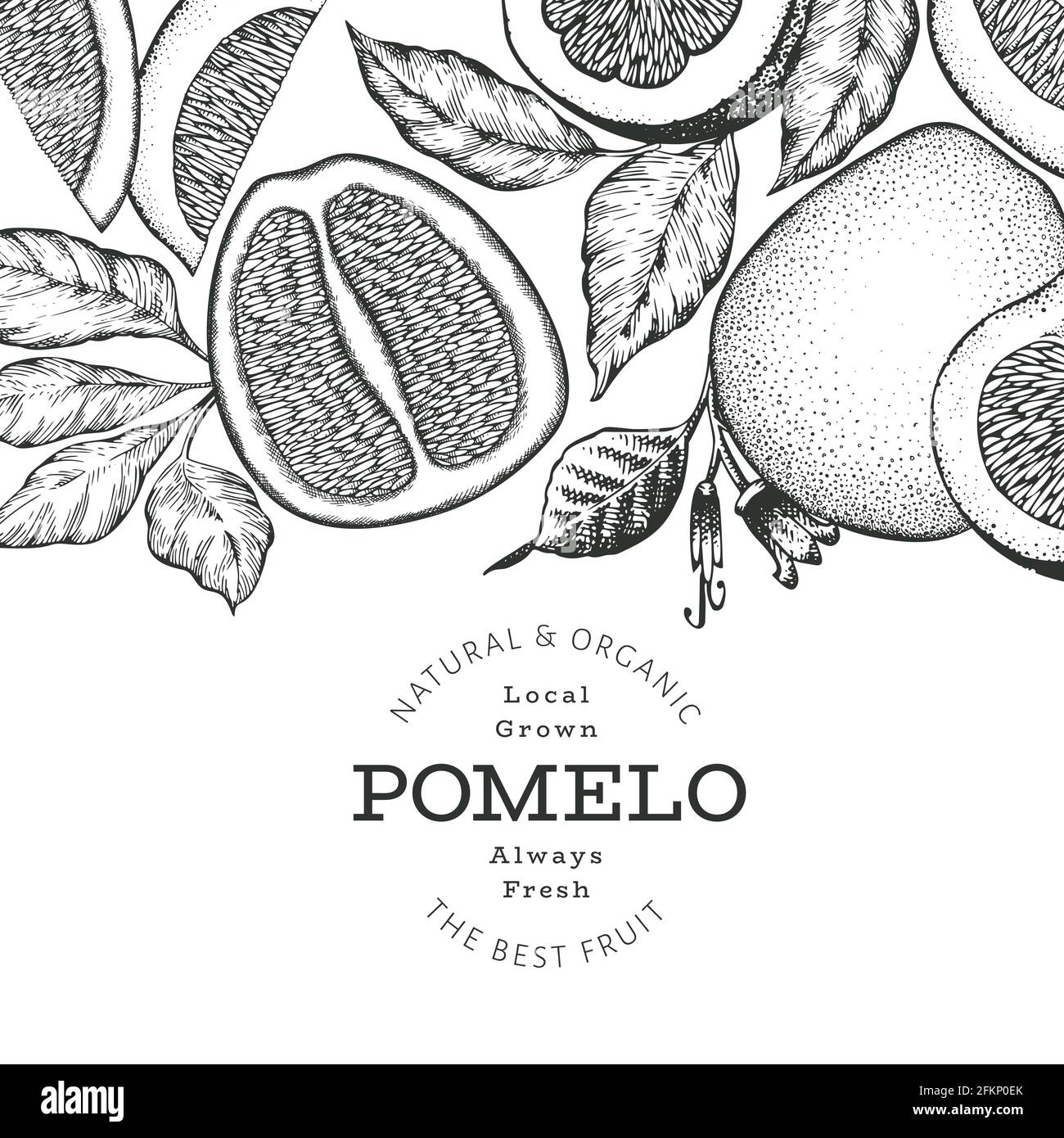 Hand drawn sketch style pomelo banner. Organic fresh fruit vector ...