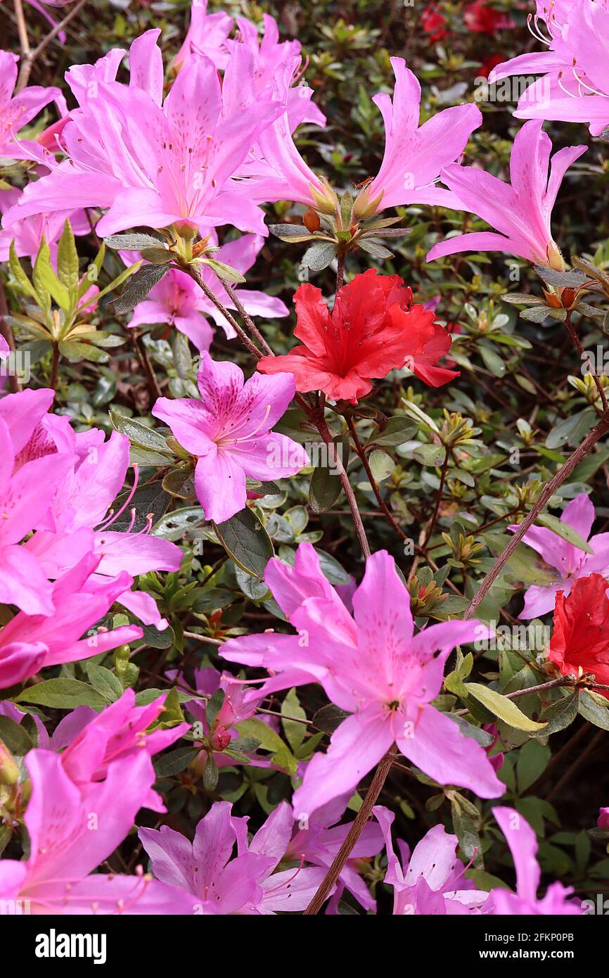 Pink funnel shaped flowers hi-res stock photography and images - Alamy