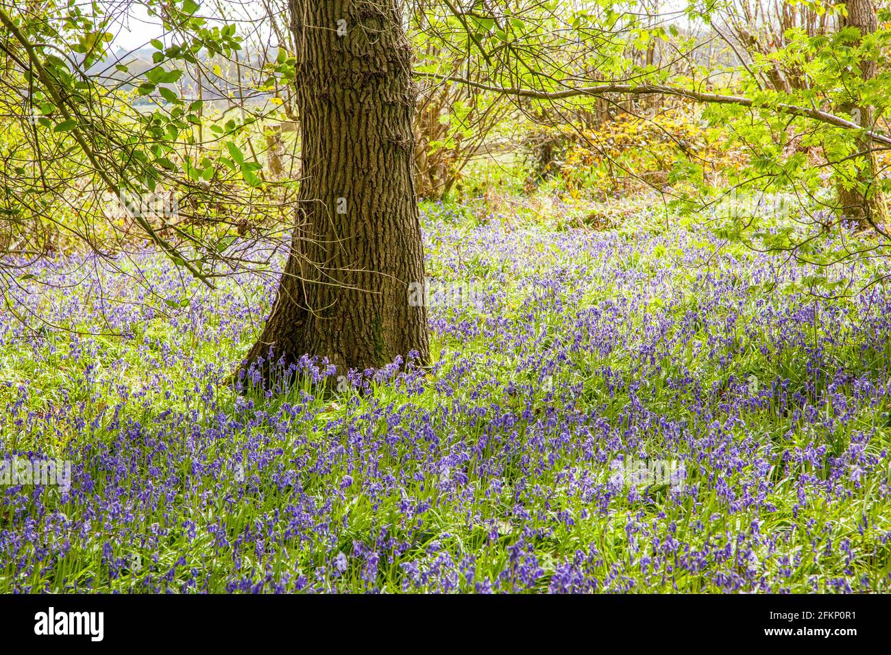 English Bells High Resolution Stock Photography and Images - Alamy