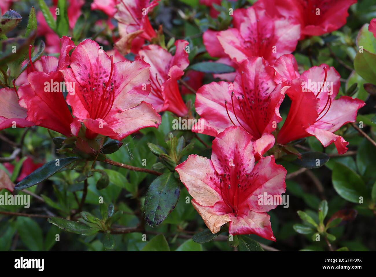 Azalea / Rhododendron ‘Kirin’ or ‘Daybreak’ (Wilson 22) Small pink ...