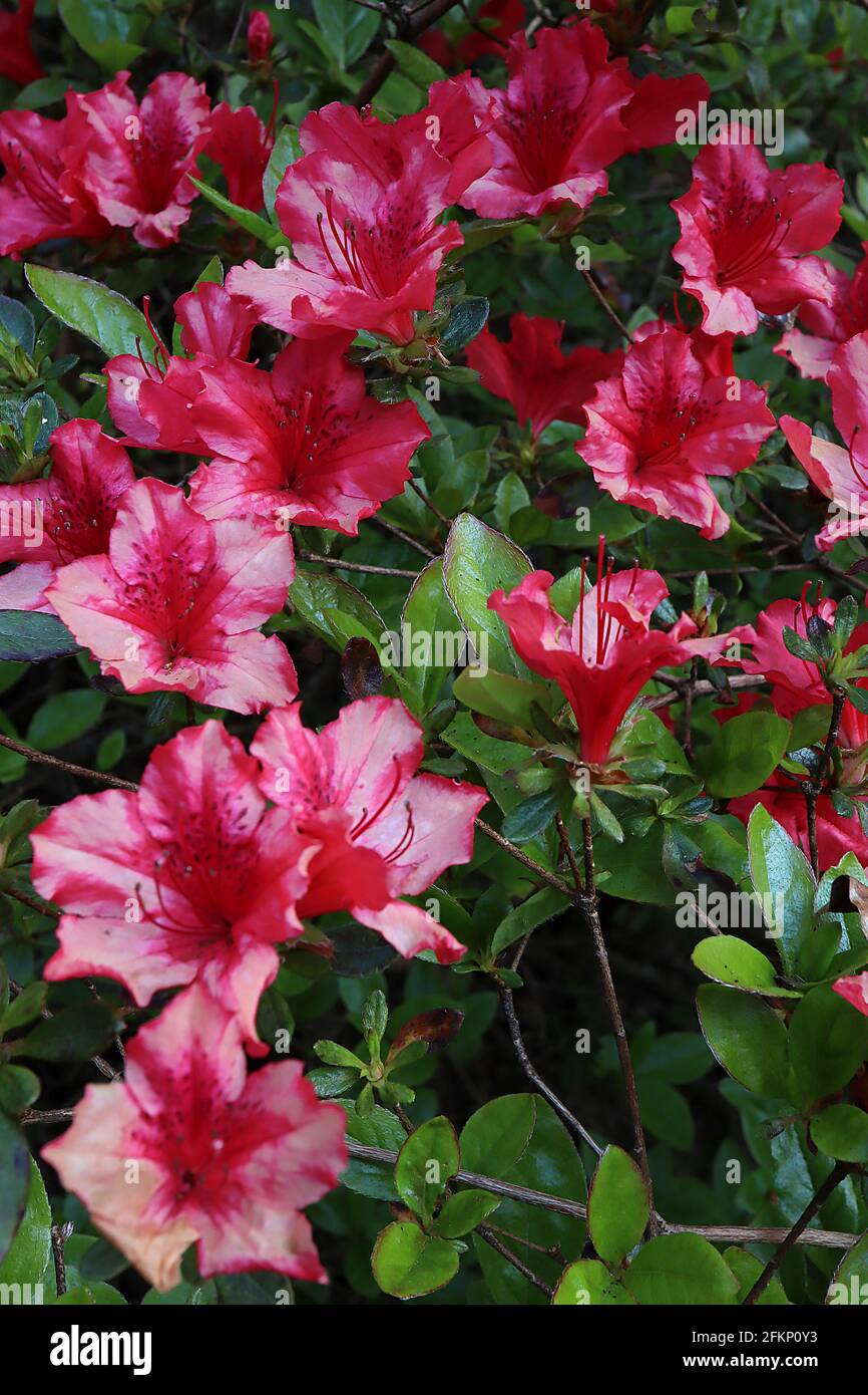 Azalea / Rhododendron ‘Kirin’ or ‘Daybreak’ (Wilson 22) Small pink ...