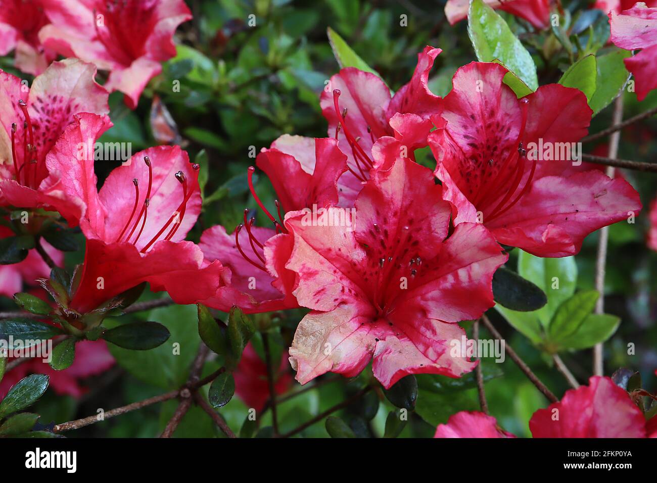 Azalea / Rhododendron ‘Kirin’ or ‘Daybreak’ (Wilson 22) Small pink ...