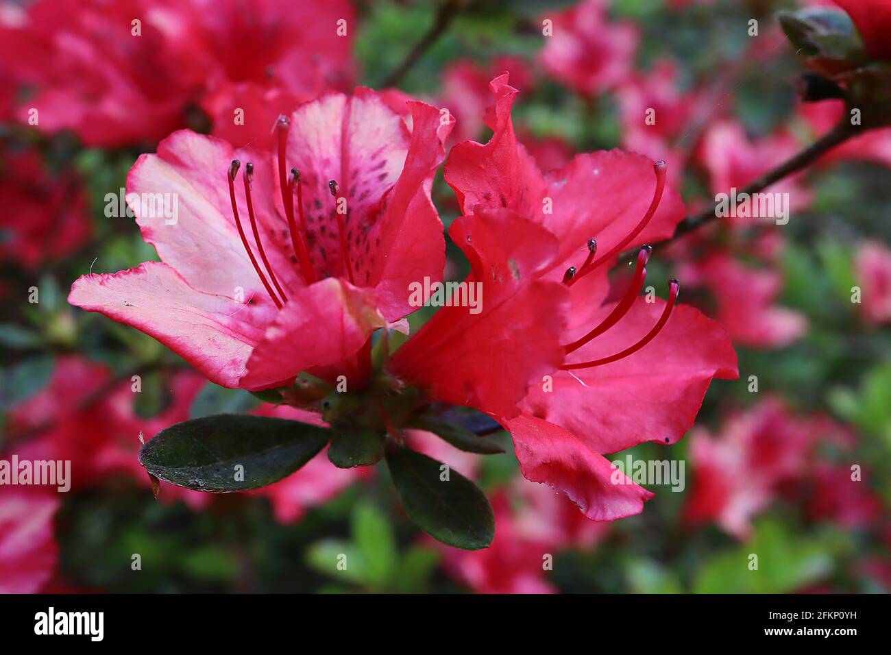 Azalea / Rhododendron ‘Kirin’ or ‘Daybreak’ (Wilson 22) Small pink ...