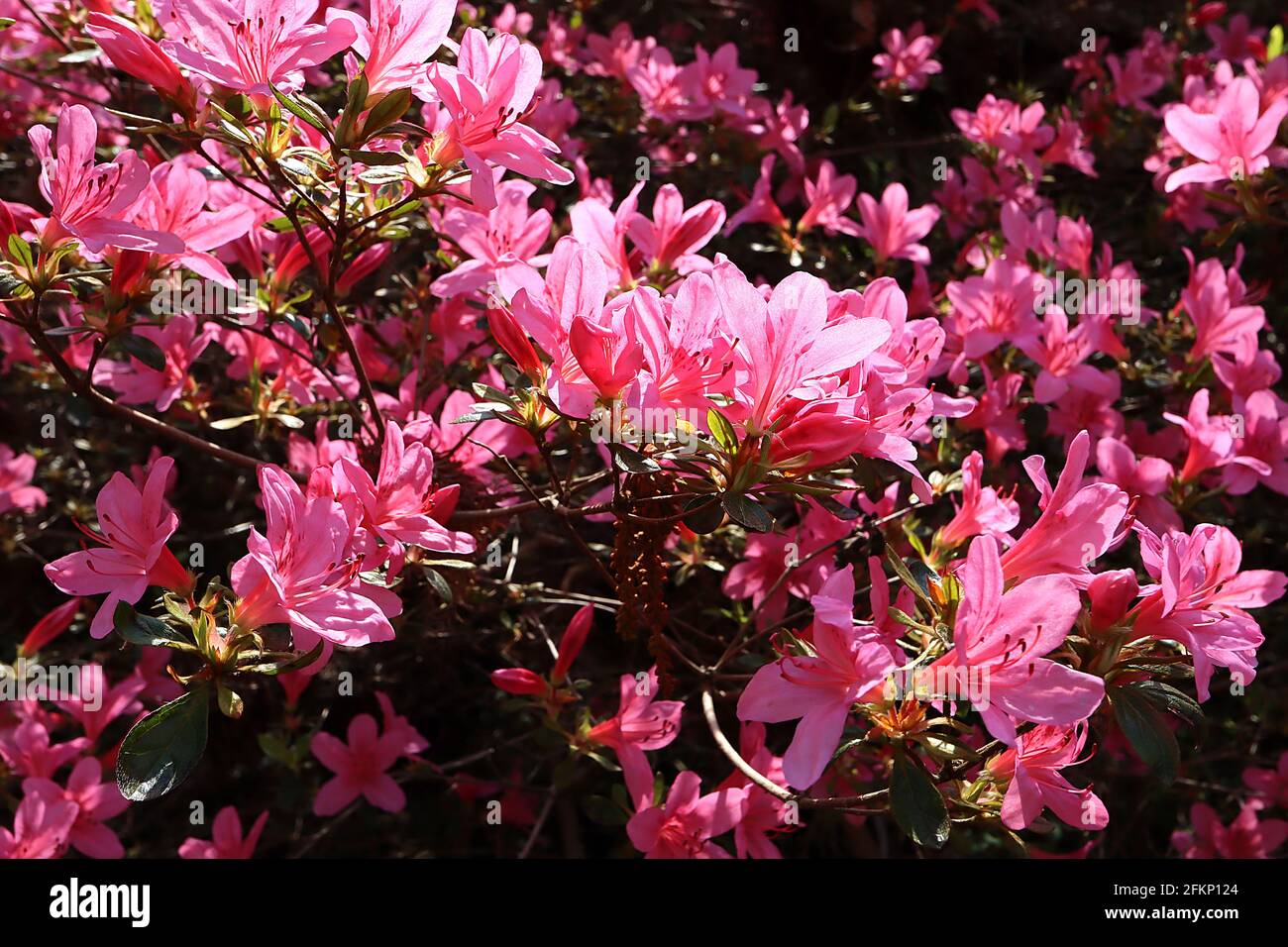 Azalea / Rhododendron ‘Kirin’ or ‘Daybreak’ (Wilson 22) Small pink ...