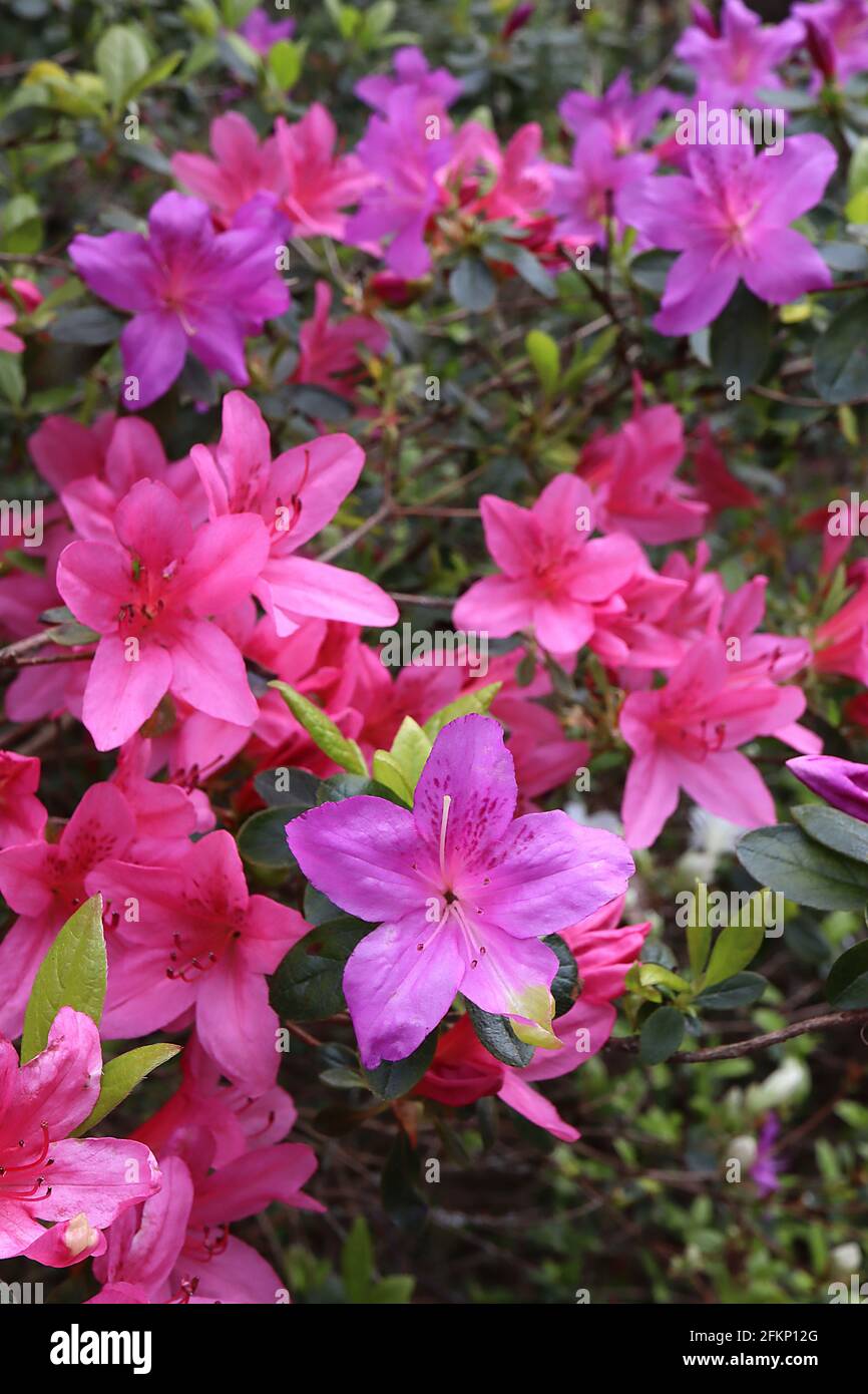 Azalea / Rhododendron ‘Kirin’ or Daybreak (Wilson 22) and ‘Kiritsubo ...