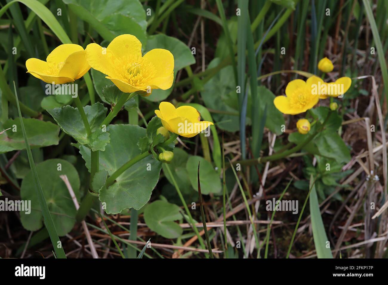 Caltha palustris Marsh marigold – deep yellow flowers and large rounded ...